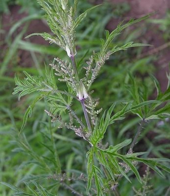 Nettle Extract, Stinging Nettle Leaf 4:1 PE