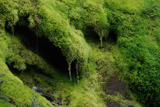 Iceland Moss Extract