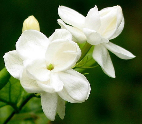 Jasmine Extract, Jasmine Flower Extract,