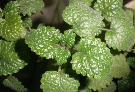 Catnip Extract,Catnip P.E. Herba Schizonepetae Extract