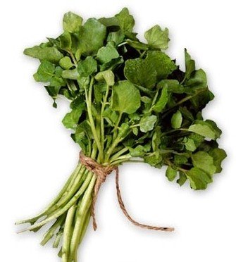 Nasturtium P.E./ Watercress Extract