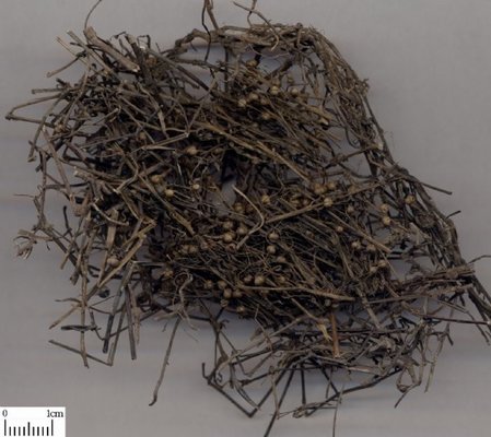 10:1 TLC Hedyotis Oldenlandia Extract,Oldenlandia Diffusa Extract,Hedyotis diffusa Willd