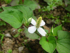 Relieve dysuria Houttuynia cordata Leaf Extract, Thunb Herba Houttuyniae Extract 10:1 TLC