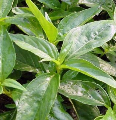 Common Andrographis Herb Extract/ Andrographolide/  Andrographis Paniculate Extract 50%90%