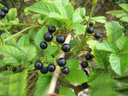 Facotry Supply Cayratia Japonica P.E. (Japanese Cayratia Herb Extract)