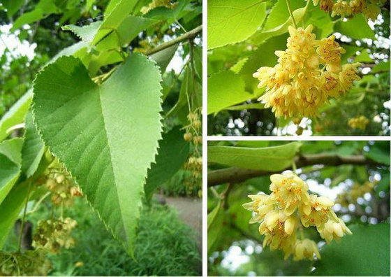 Natural 10:1 linden flower extract/ Tilia Cordata Extract/ Tilia Vulgaris Extract