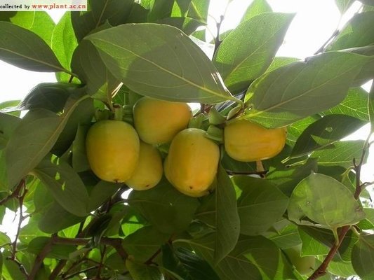 Diospyros kaki L.f. Extract/ Persimmon Leaf extract