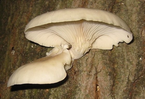 Pleurotus ostreatus Extract/ Pleurotus ostreatus Extract/ Oyster Mushroom Polysaccharide