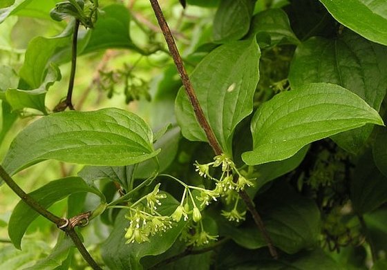 Smilax Extract,Smilax sarsaparilla Extract, smilax medica extract