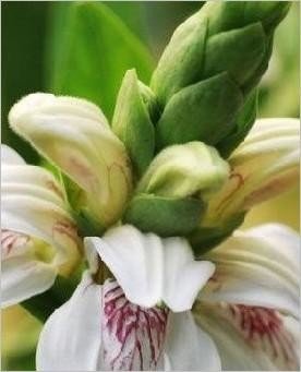 Adhatoda vasica Nees Extract, Adhatoda vasica Extract 5:1, 10:1, 5-95% Vasicine by HPLC