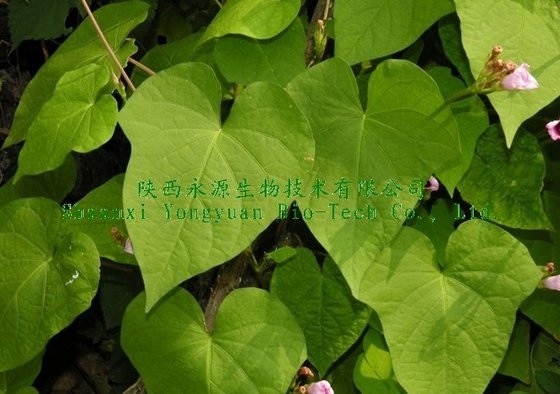 Cynanchi Wilfordii Radix Root Extract, Radix Cynanchi Wilfordii Extract, tripterygium wilf