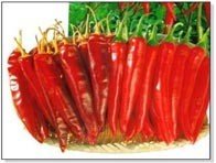 Arthritis and Analgesic product Capsicum Powder 95% Capsaicin – Pharmaceutical