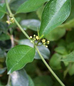 Gymnema Extract, Gymnemic Acids