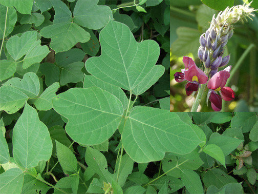 Kudzu Root extract(Puerarin)