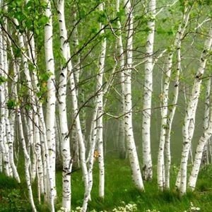 Natural Herbal ingredient Betulin 80%, 90%, 98%HPLC, Betulinic acid, Birch Bark Extract