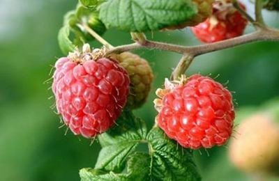 Skin conditioning Rubus idaeus leaf Extract, Red Raspberry Leaf Powder 10:1