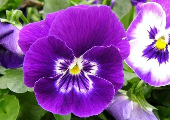 China supply Pansy Extract/Viola tricolor extract Flower or Whole Herb 10:1,20:1 TLC
