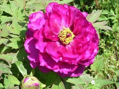 High quality Cosmetic Ingredients Paeonolum 99%,Paeonia suffruticosa AndrRoot Bark extract