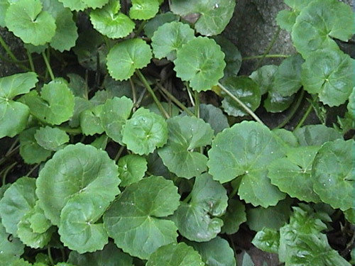 Natural Gotu Kola Extract(Centella Asiatica Extract)Total triterpenes 60%,70%,80%;Madecass