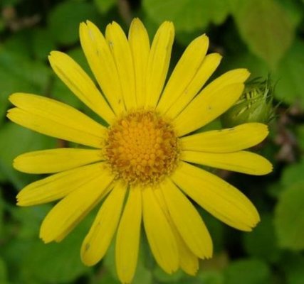 Good quality Arnica Flower Extract, Arnica Montana Flower Extract 10:1 TLC