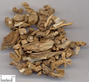 Radix Stemonae Extract/ STEMONA ROOT PE