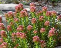 Rhodiola Rosea extract （Salidroside）
