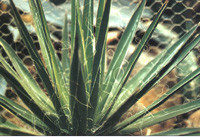 Veterinary Drugs Yucca Root Extract, Yucca P.E. Sarsaponin 30%, 40%, 50%, 60% UV,10:1TLC