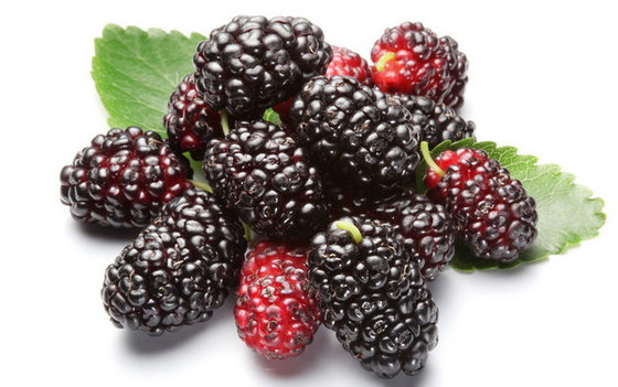 Mulberry Extract/ Mulberry Juice Powder/ Mulberry Coarse Powder/ Anthocyanin/ Morus Alba