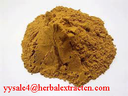 Reishi Mushroom Extract