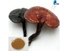 Reishi Mushroom Extract