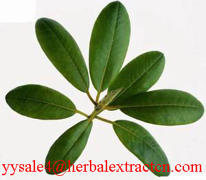 Corosolic acid(Loquat Leaf Extract)