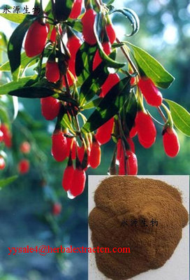 Goji berry extract(Chinese Wolfberry Extracts)