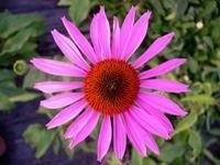 Echinacea purpurea P.E.（Cichoric acid ,Echinacosides）