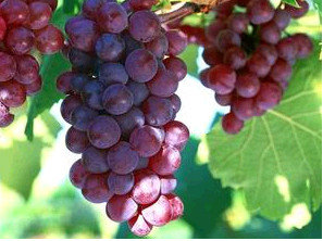 Grape seed extract