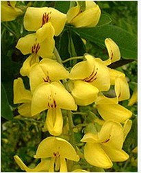 Cytisine extract
