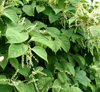 Resveratrol Extract