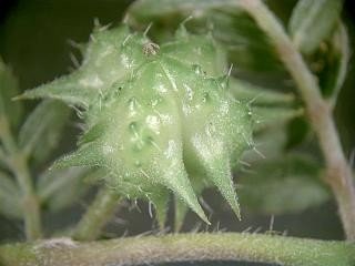 Tribulus Terrestris P.E.