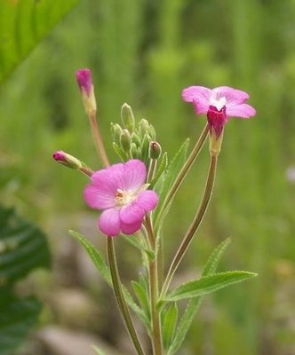 Whole Herb Extract 10:1 TLC Epilobium Parviflorum Extract