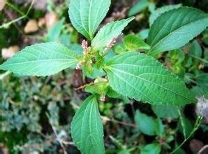 manufacturer of high quality Acalypha australis extract/Copperleaf extract