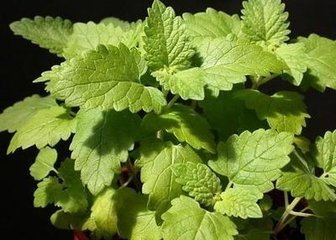 bulk supply high quality Catnip Extract/ Catnip P.E. Hrba Schizonepetae Extract