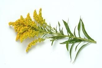 China manufacturer directly lowest price Solidago Canadensis Extract/Goldenrod Extract