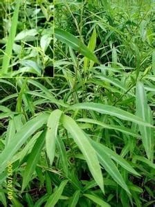 Hot Sale Top Quality 10:1 Lophatherum Gracile Extract