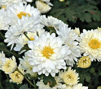 Hot sale Chrysanthemum Extract/ Florits Sendranthema Extract/ Matricariae flos Extract