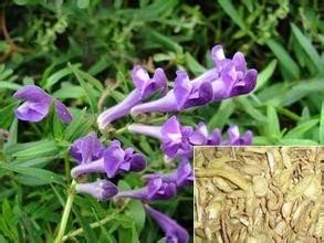 Radix scutellariae extract,Scutellaria baicalensis extract,scutellaria root extract, Baica