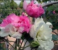 Professional supply high quality Hibiscus Flower Extract(Cottomrose Hibiscus)