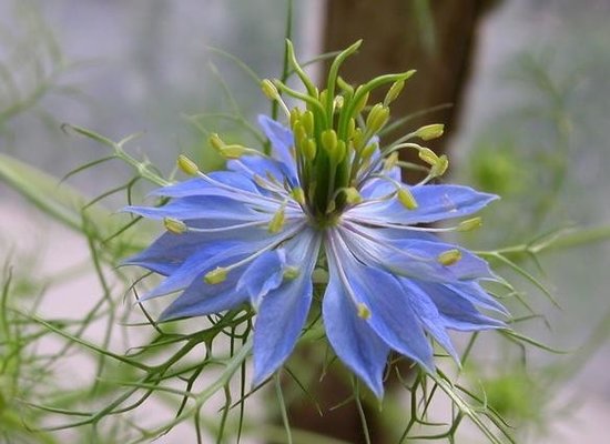 Pure plant extract Nigella Sativa Ext.Powder/ Nigella sativa Extract/ Black seed Extract