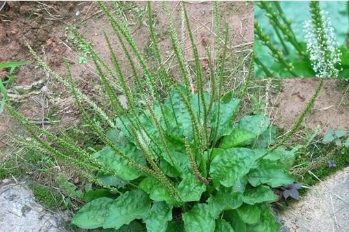 High quality and lowest price Psyllium Extract/ Plantain Extract