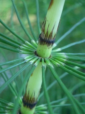 New and Hot Healthy Horsetail P.E. Horsetail Extract/ Equisetum Arvense Extract