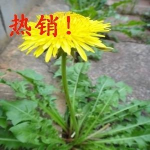 Factory High Quality Low Price Hot Selling Dandelion Extract/Dandelion Root Extract Powder