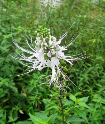 Orthosiphon Spiralis Powder, Orthosiphon aristatus Extract,Orthosiphon stamineus Extract,